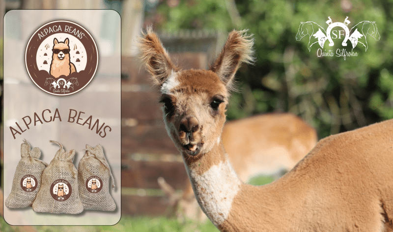 Alpaca Beans - Quinta Silfrohn