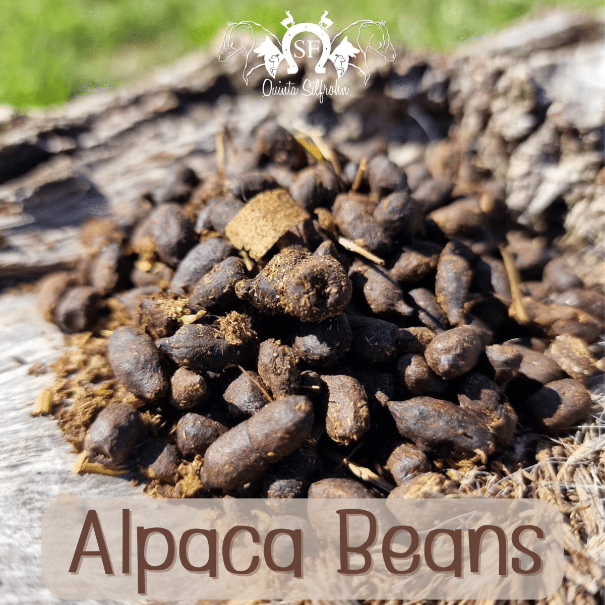 Alpaca Beans - Quinta Silfrohn